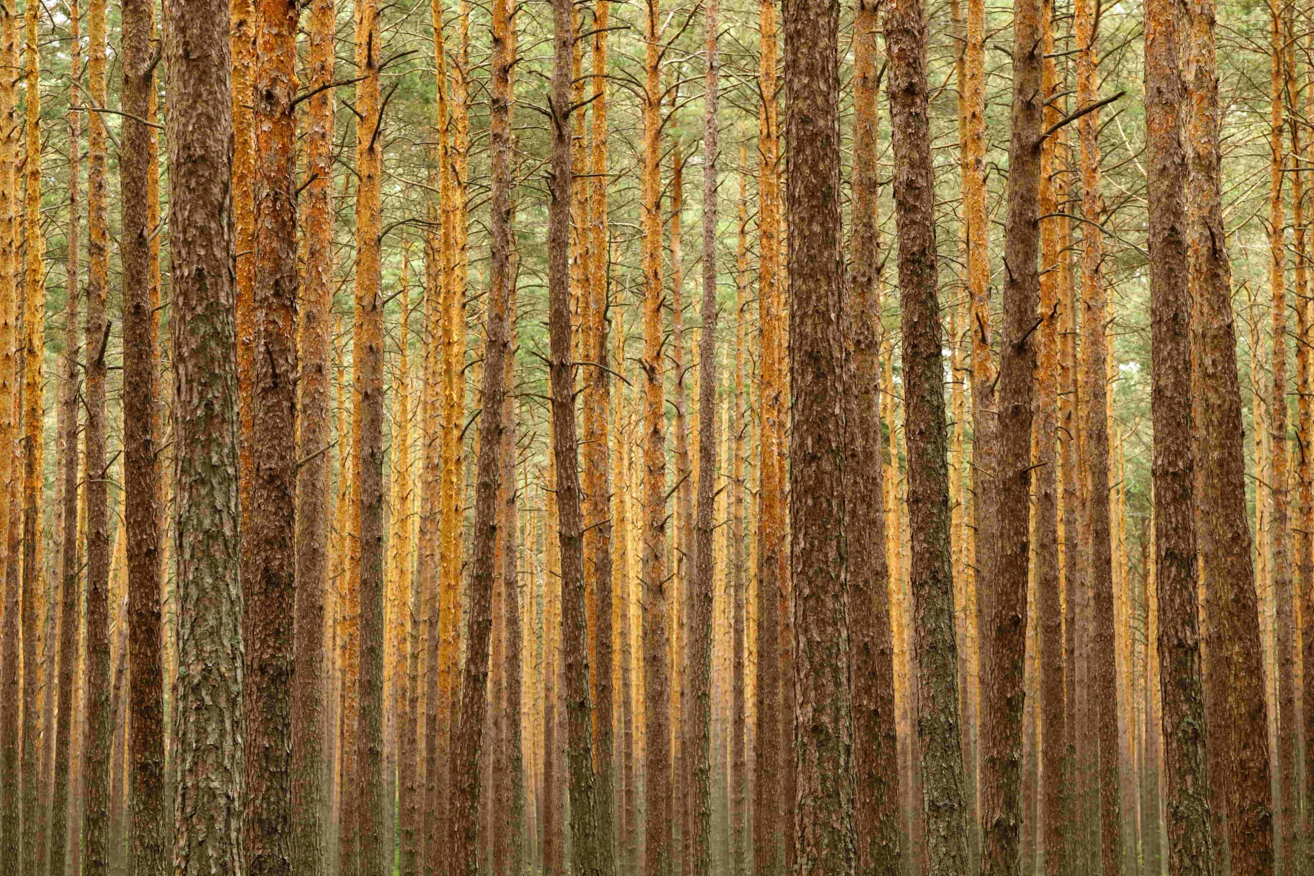 Metsa müük - Metsa ost
